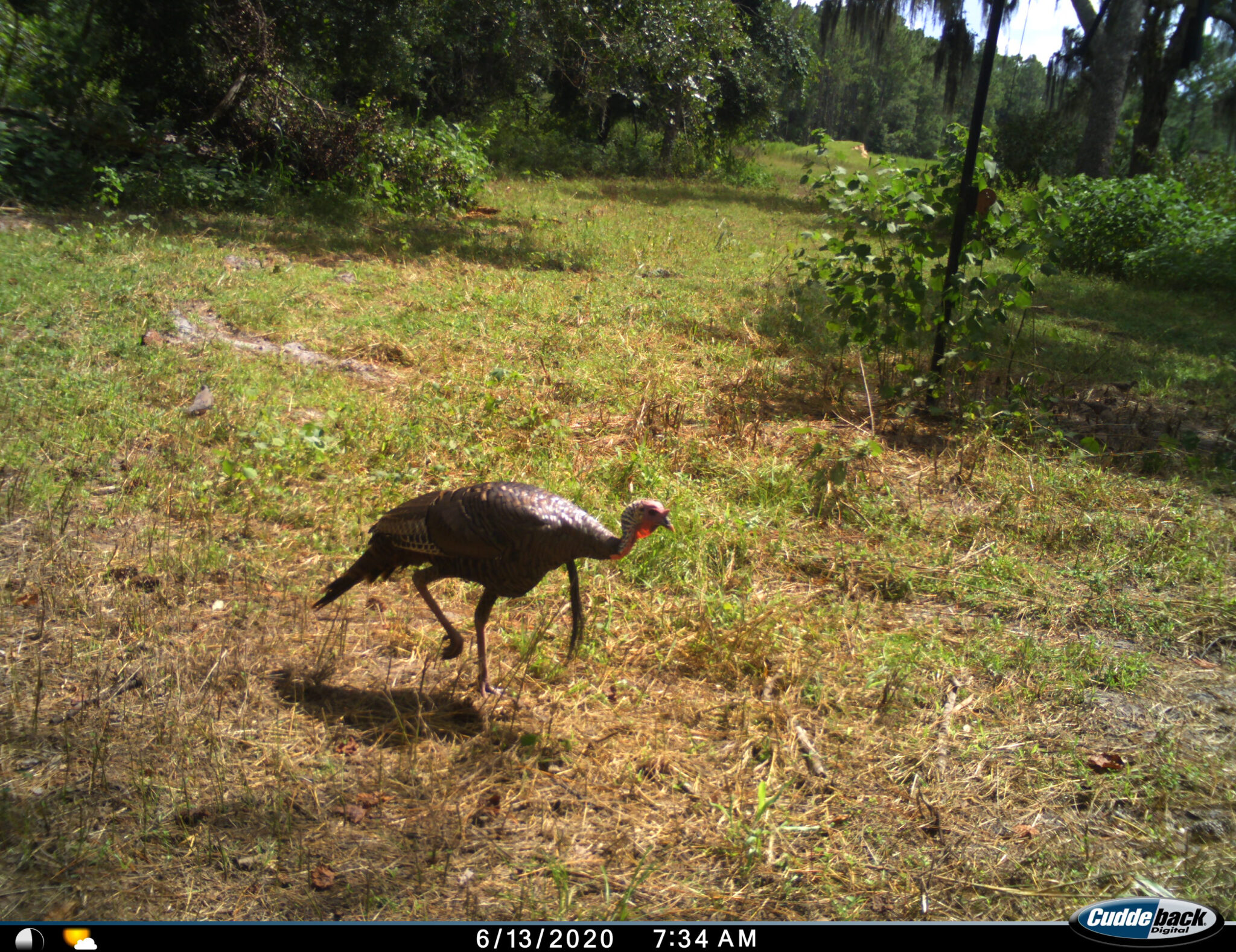 Osceola Turkey Hunts | Florida Osceola Turkey Hunting with one of the ...