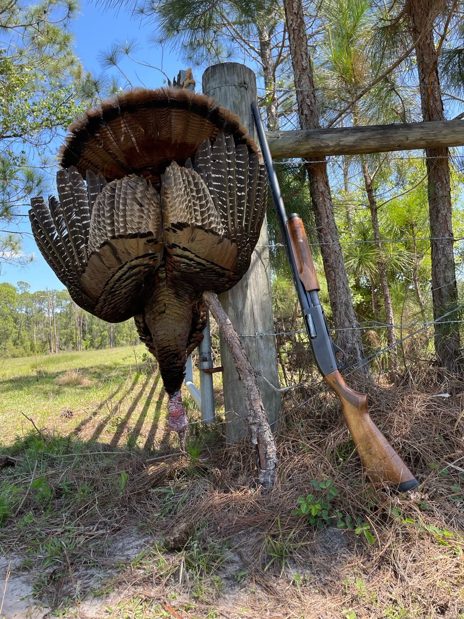 Osceola Turkey Hunts | Florida Osceola Turkey Hunting with one of the ...